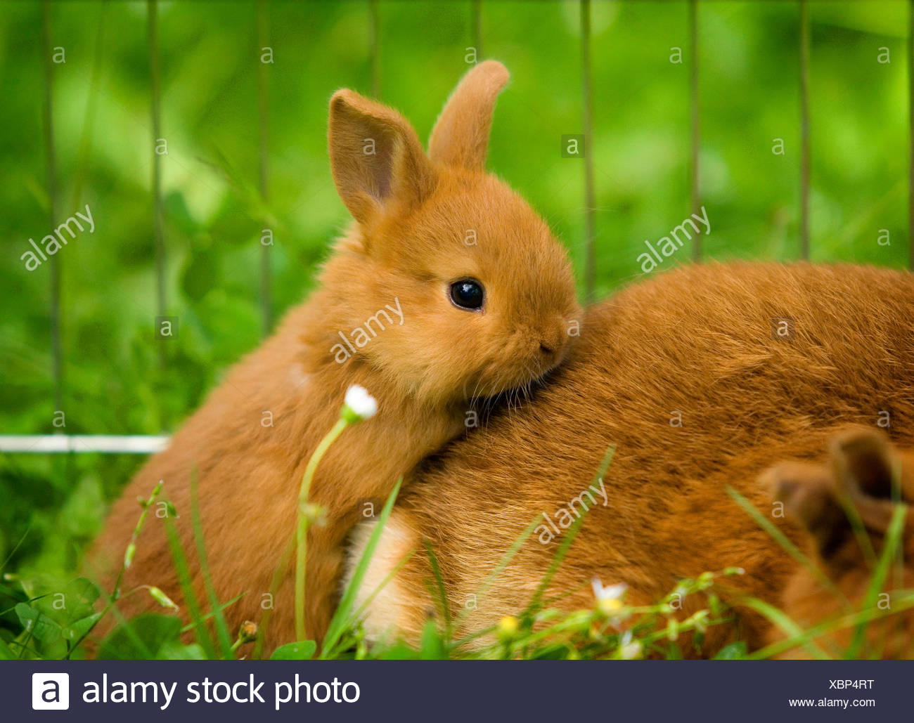 Red Bunnies High Resolution Stock Photography and Images - Alamy