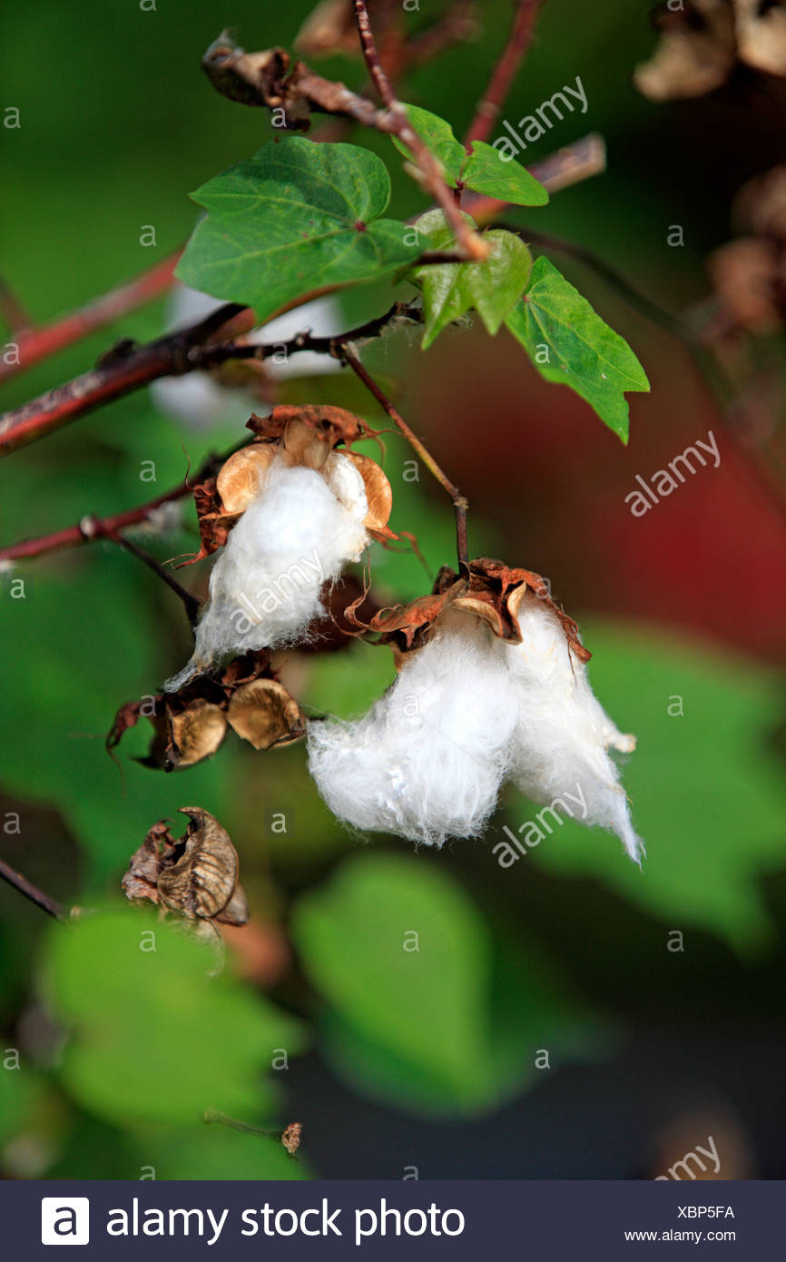 Cotton Tree Bombax Ceiba High Resolution Stock Photography and Images ...