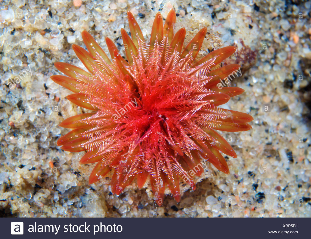 Chone High Resolution Stock Photography and Images - Alamy