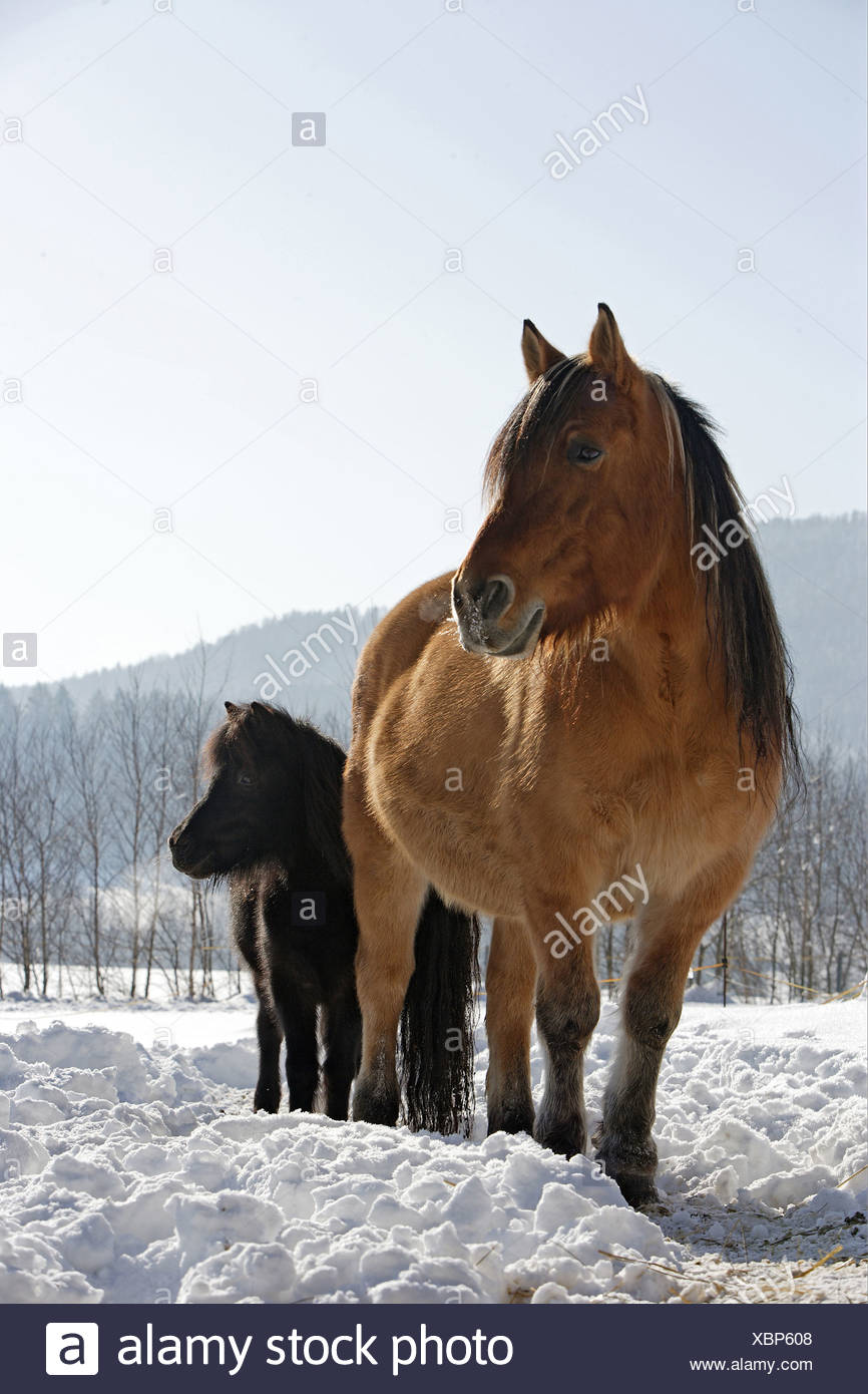 Cold Blood Horses High Resolution Stock Photography and Images - Alamy