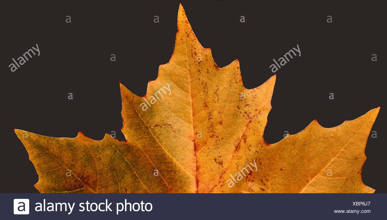 Trident Shape High Resolution Stock Photography and Images - Alamy