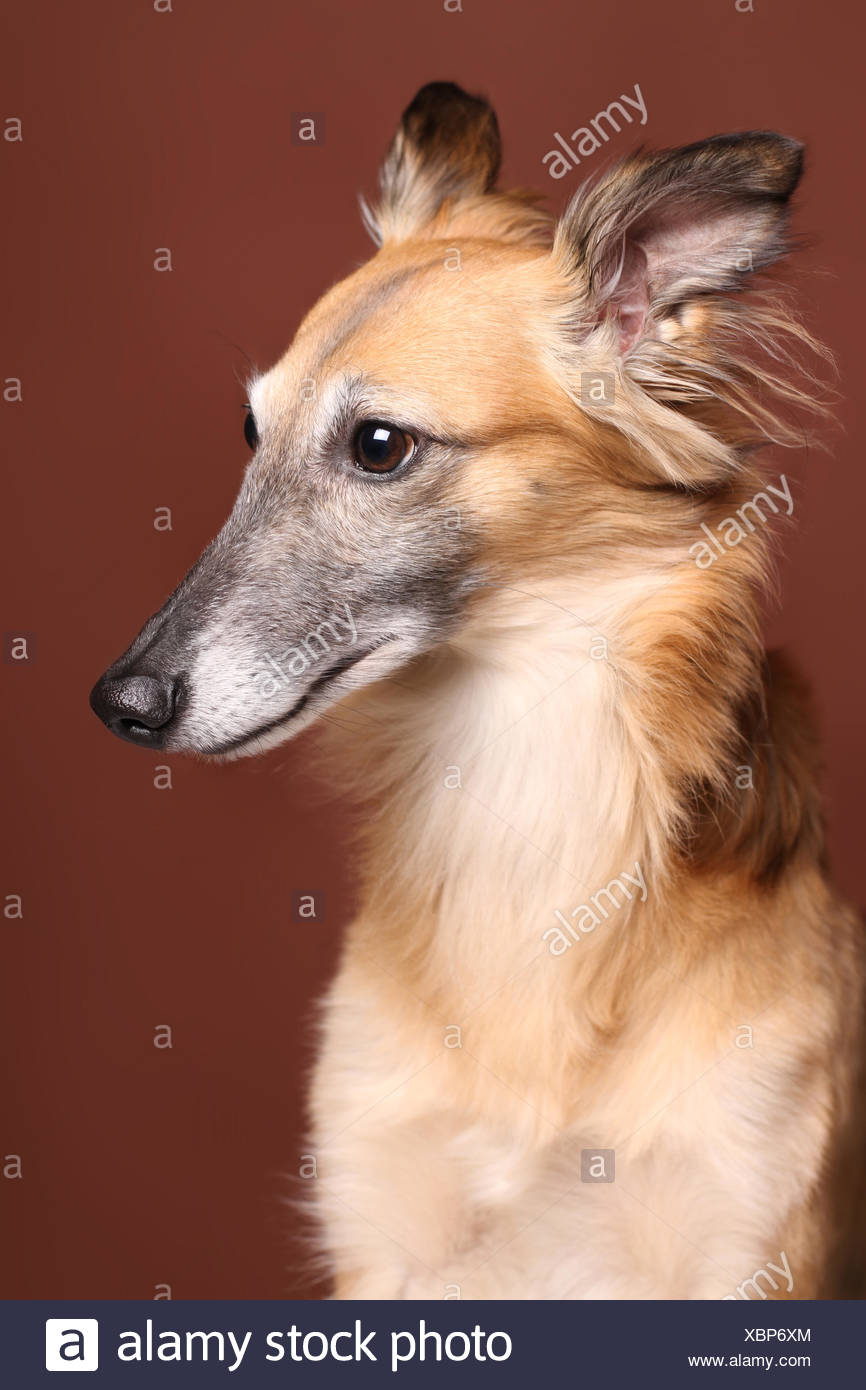 Windsprite High Resolution Stock Photography and Images - Alamy