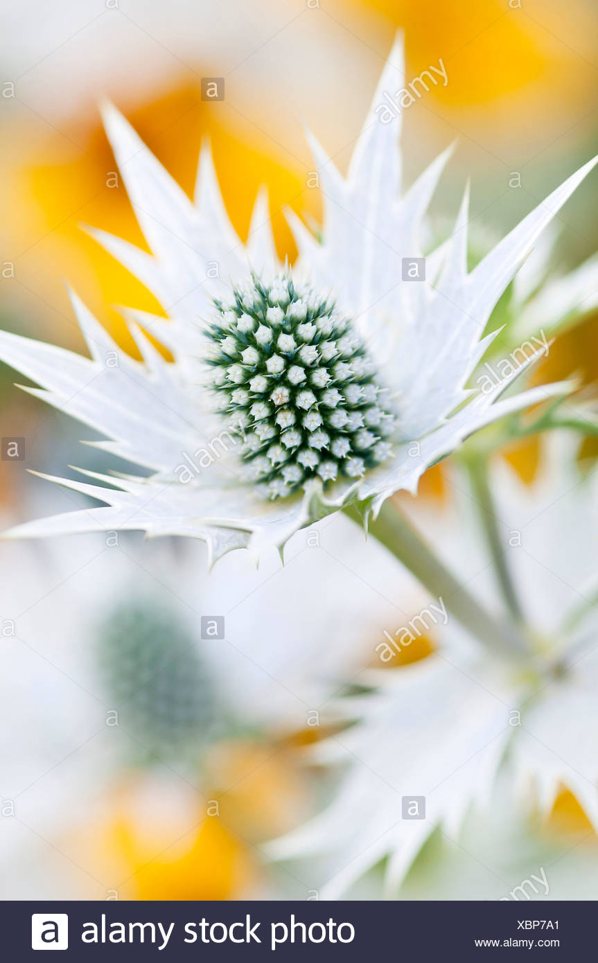 Spiky Flower Head High Resolution Stock Photography and Images - Alamy