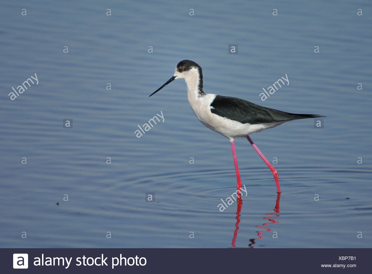Black Legged Stilt High Resolution Stock Photography and Images - Alamy