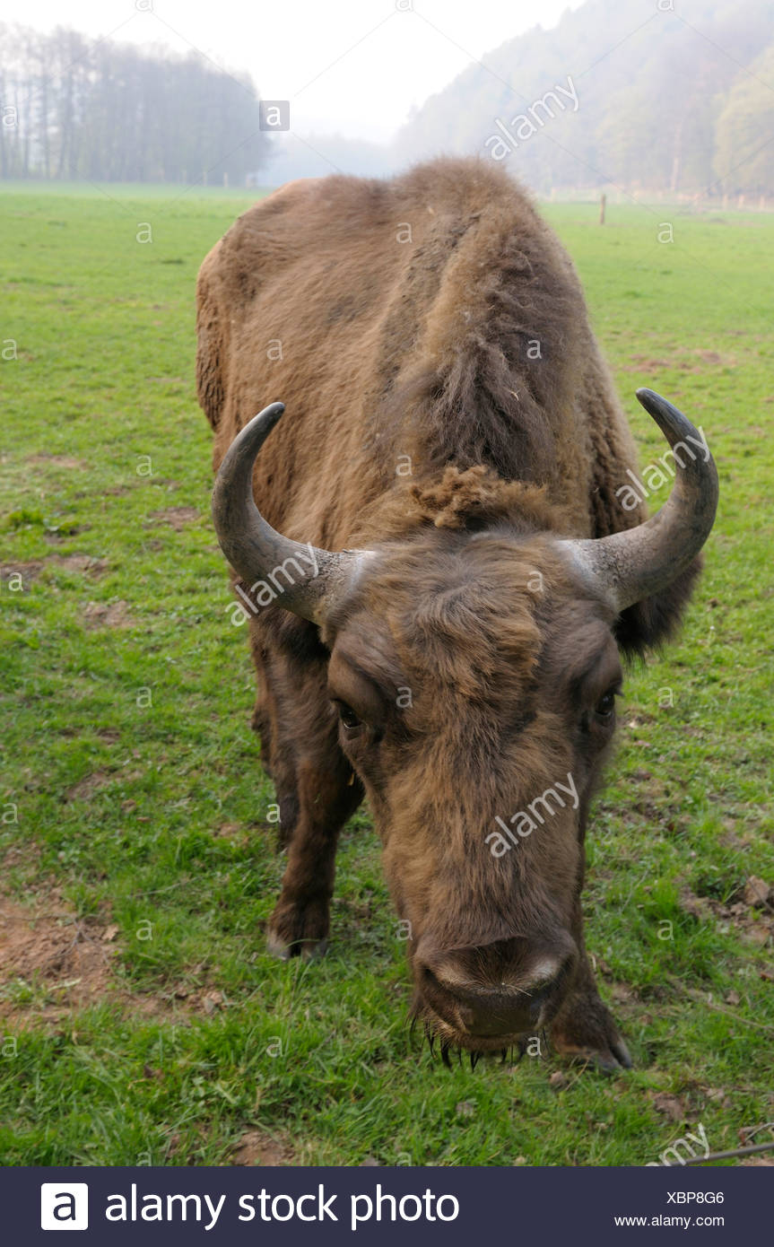Bison Enclosure High Resolution Stock Photography and Images - Alamy