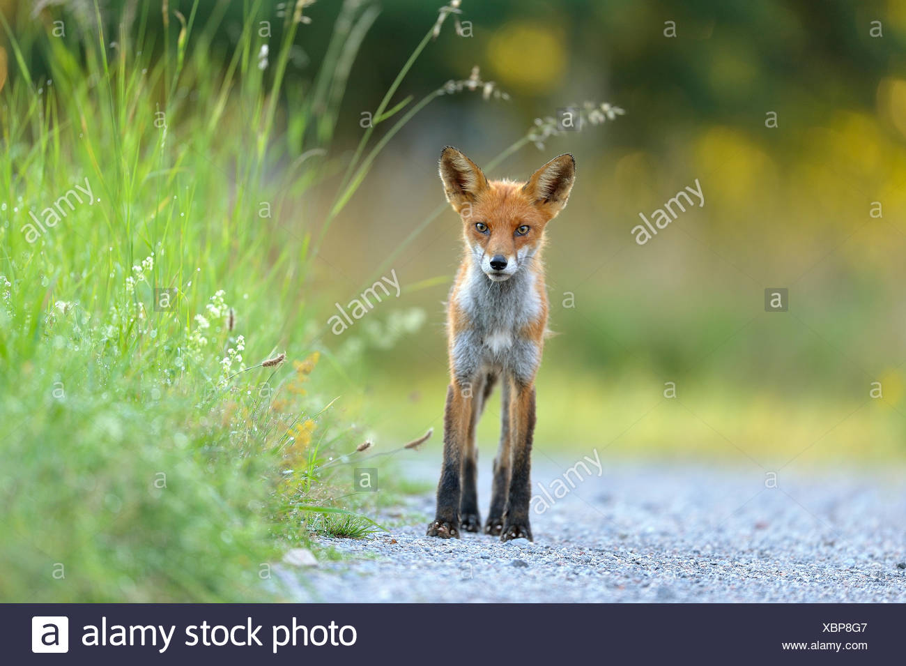 Fox Standing High Resolution Stock Photography and Images - Alamy