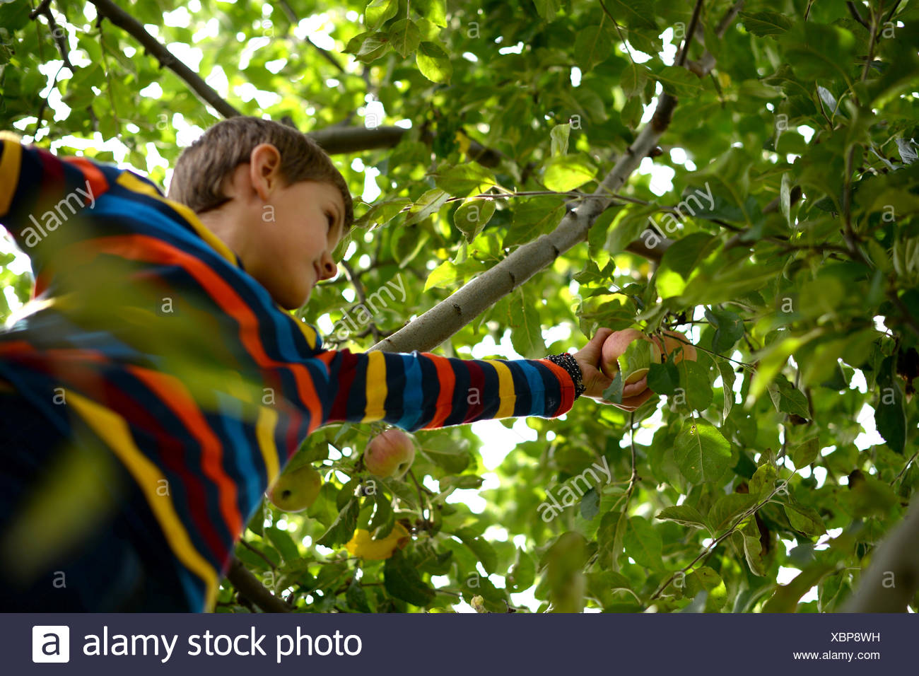 Boy Picking An Apple From Tree High Resolution Stock Photography and ...