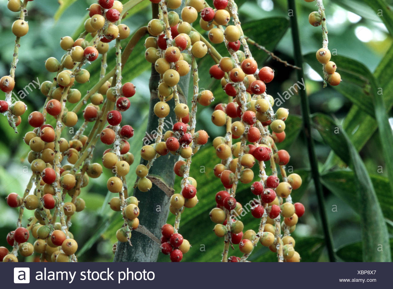 Macarthur Palm Ptychosperma Macarthurii High Resolution Stock ...