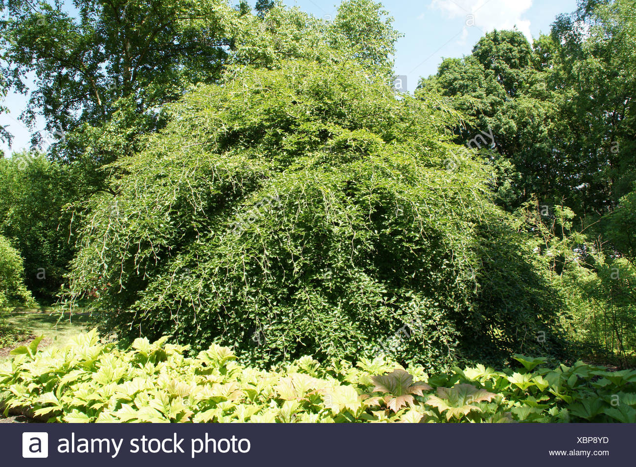 Fagus Sylvatica Tortuosa High Resolution Stock Photography and Images ...