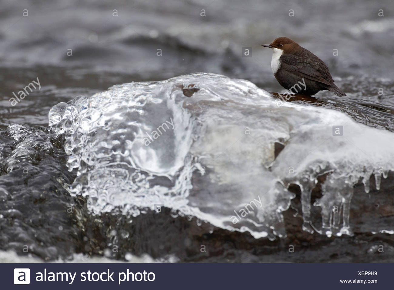 Black Throated Dipper High Resolution Stock Photography and Images - Alamy
