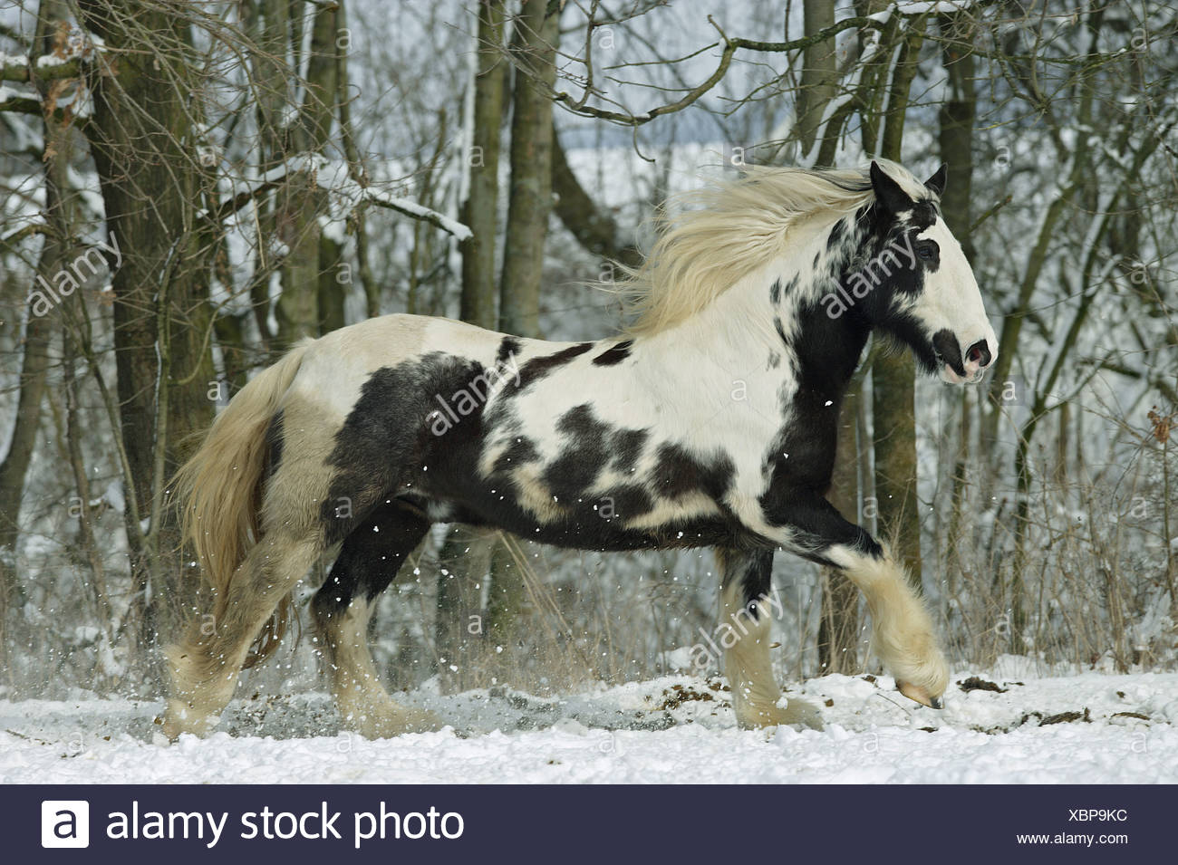 Irish Cob High Resolution Stock Photography and Images - Alamy