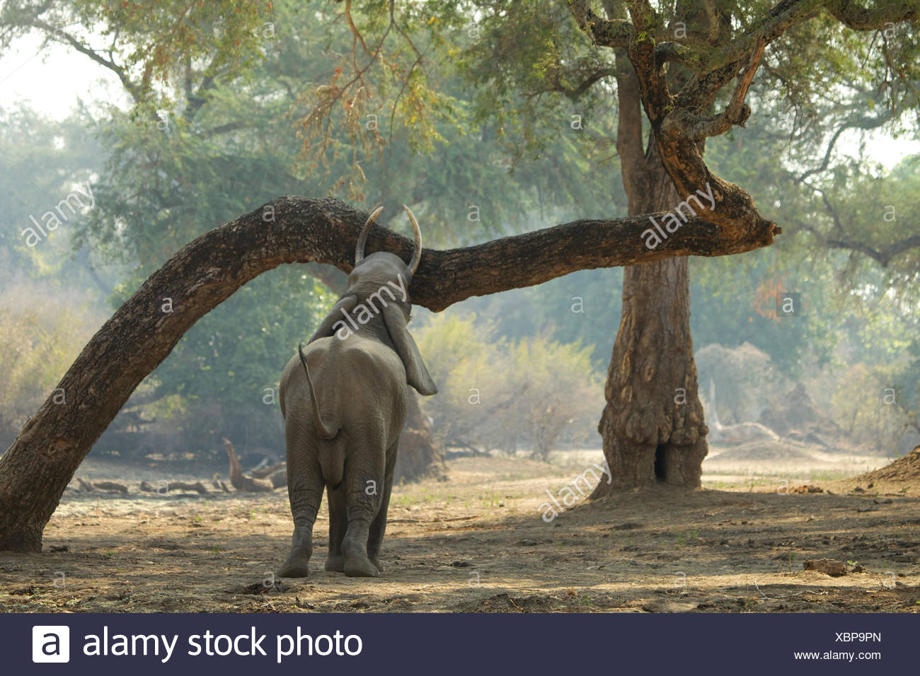 Elephant Trunk Tree High Resolution Stock Photography and Images - Alamy