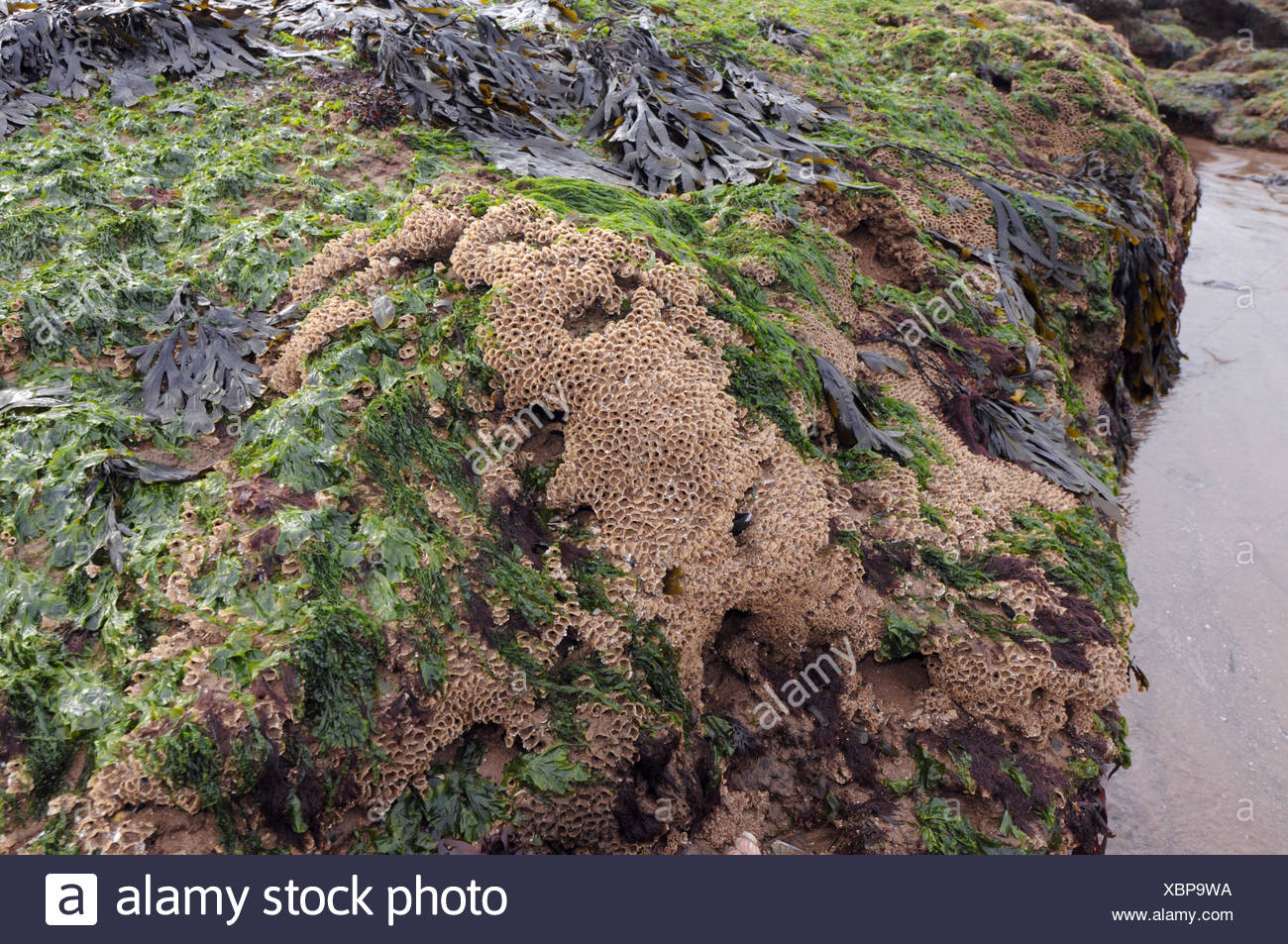 Honeycomb Worm Colony Sabellaria Alveolata High Resolution Stock ...
