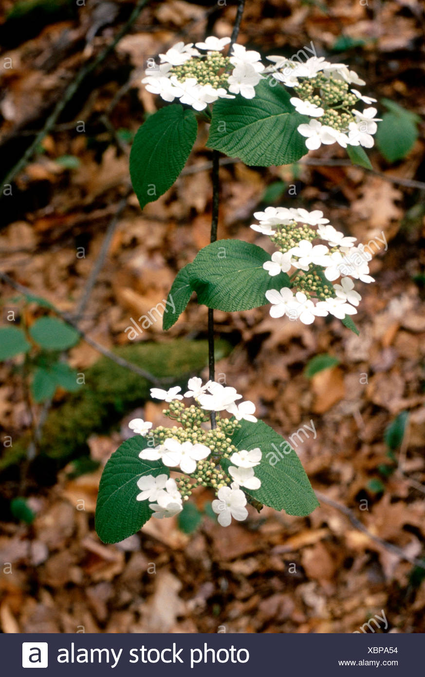 Hobblebush High Resolution Stock Photography and Images - Alamy