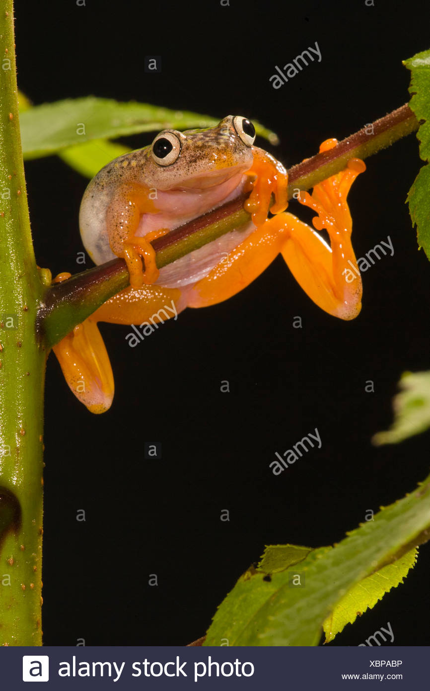 Starry Night Reed Frog High Resolution Stock Photography and Images - Alamy