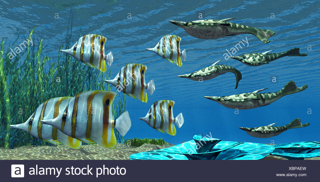 Pteraspis High Resolution Stock Photography and Images - Alamy