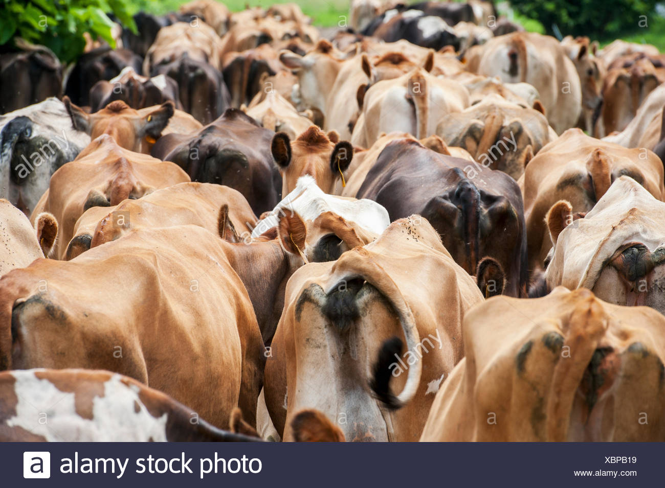 Backside Cow Stock Photos & Backside Cow Stock Images - Alamy