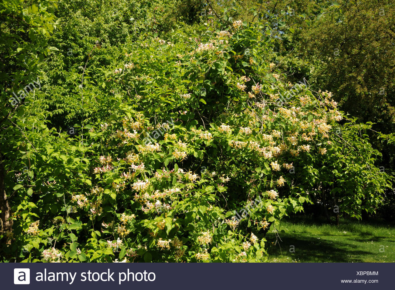 Caprifolium High Resolution Stock Photography and Images - Alamy