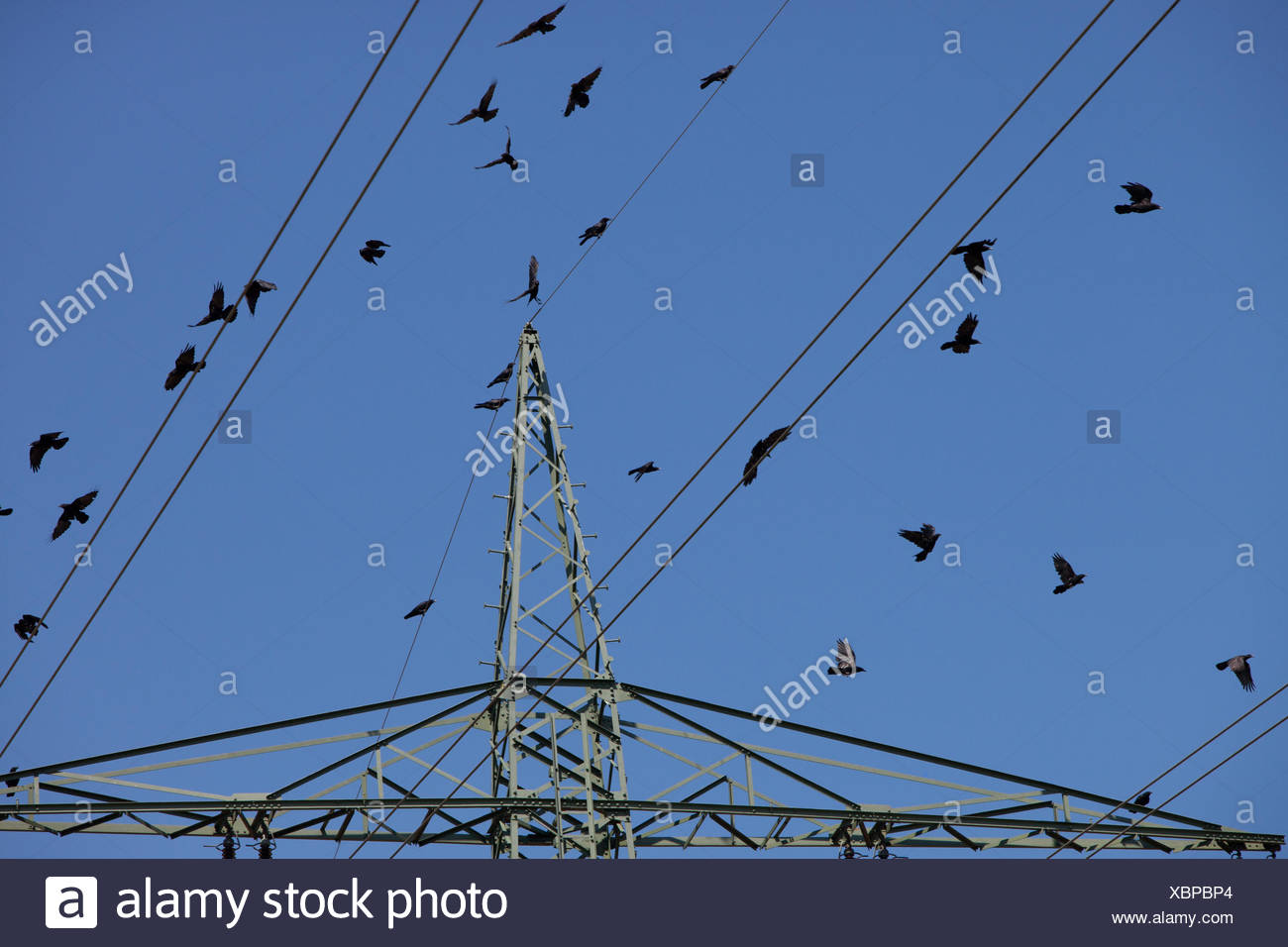 Ravens Flying High Resolution Stock Photography and Images - Alamy
