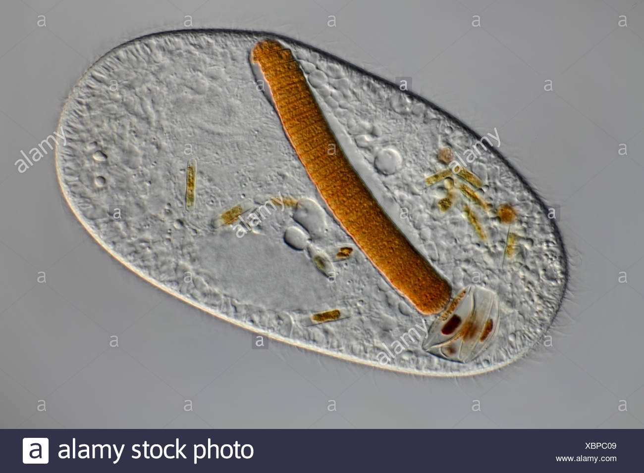 Ciliate Protozoan High Resolution Stock Photography and Images - Alamy