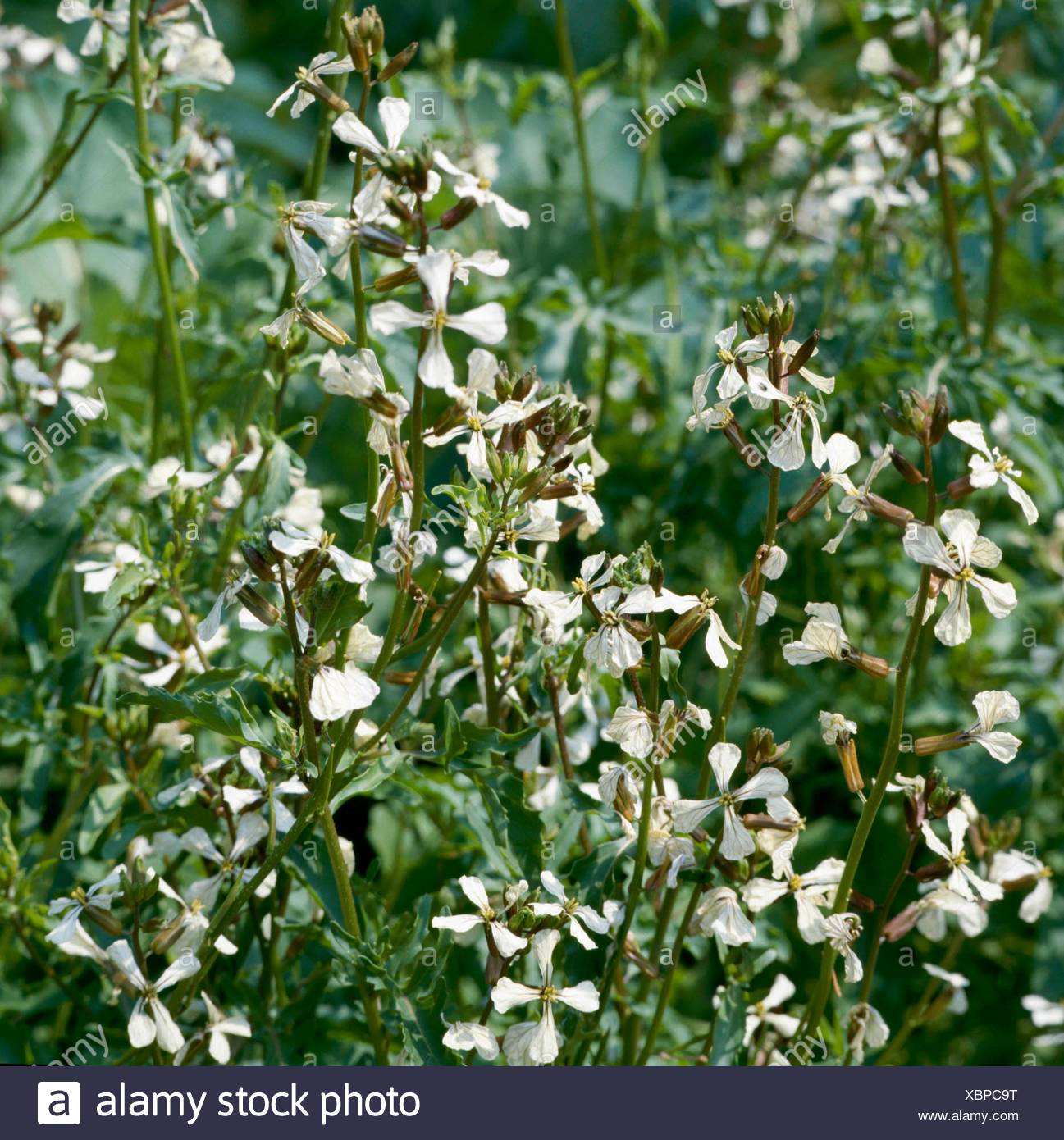 Eruca Vesicaria Sativa Stock Photos & Eruca Vesicaria Sativa Stock ...