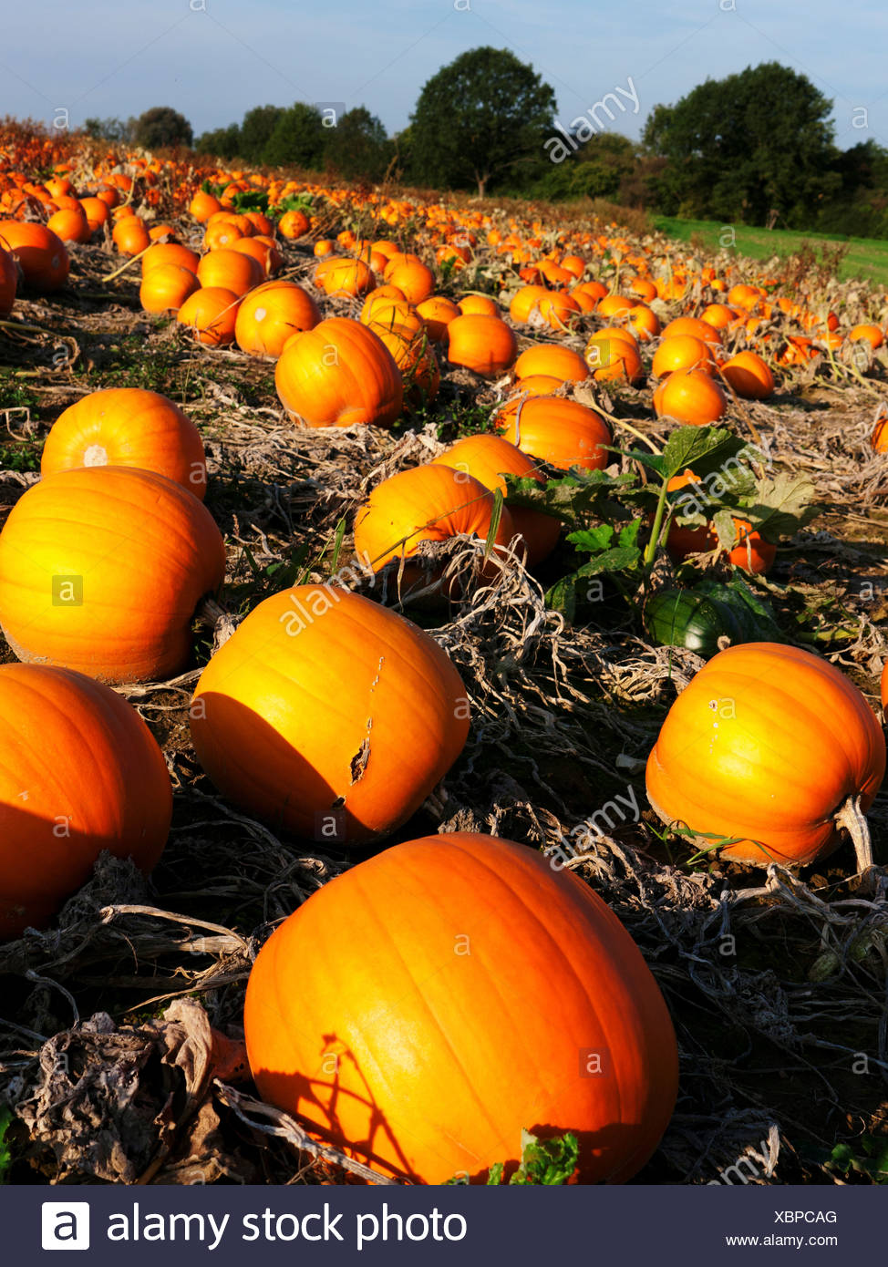 Family Cucurbitaceae High Resolution Stock Photography and Images - Alamy