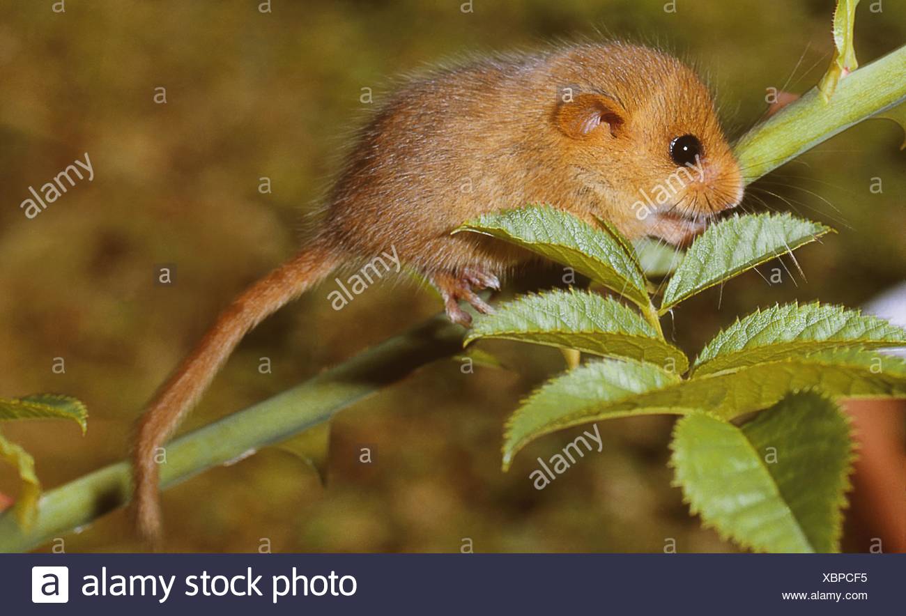 Dormouse Of Europe High Resolution Stock Photography and Images - Alamy