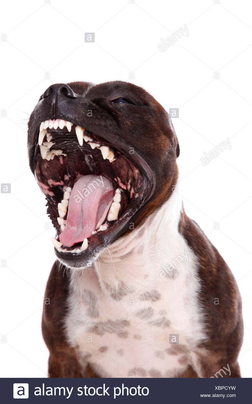 Staffordshire Bull Terrier Teeth High Resolution Stock Photography and ...
