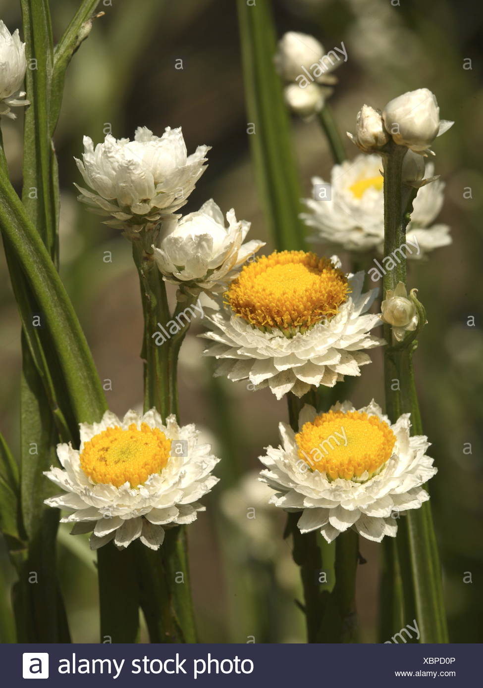 Ammobium Alatum Stock Photos & Ammobium Alatum Stock Images - Alamy