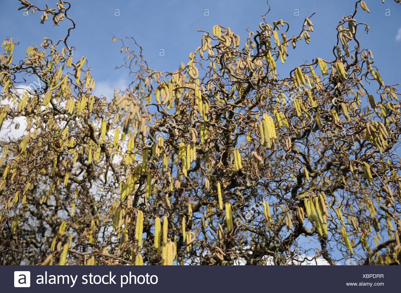 Corylus Avellana Contorta Tree High Resolution Stock Photography and ...