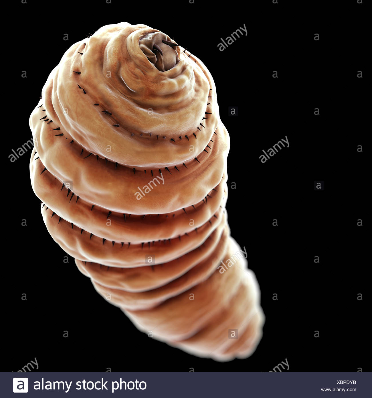 Myiasis Stock Photos & Myiasis Stock Images - Alamy