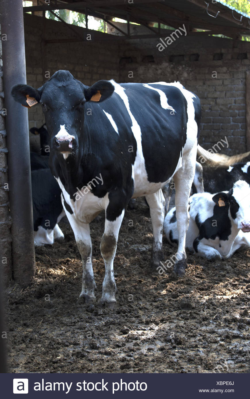 Bull Slaughter High Resolution Stock Photography and Images - Alamy