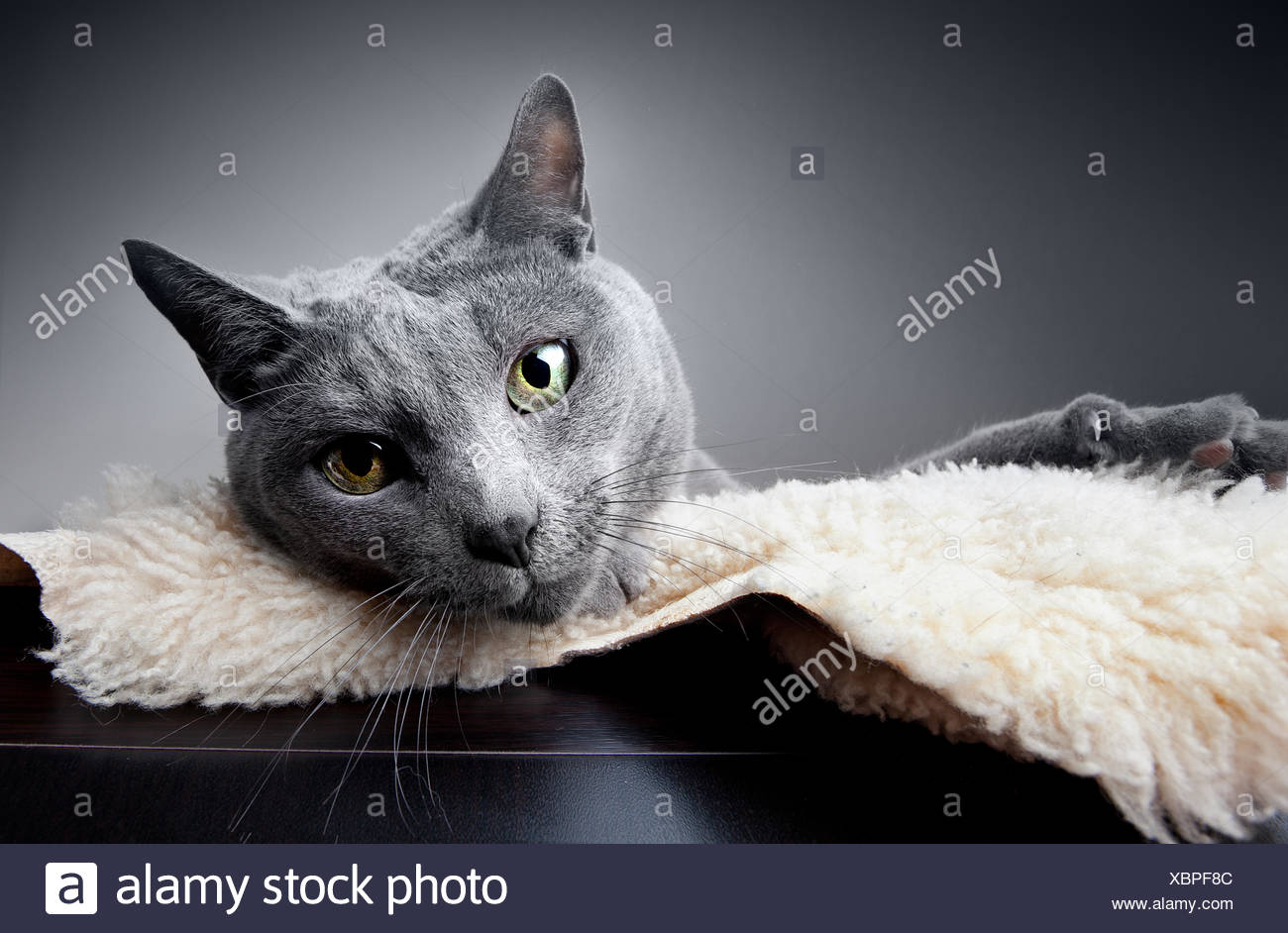 Rassekatze High Resolution Stock Photography and Images - Alamy