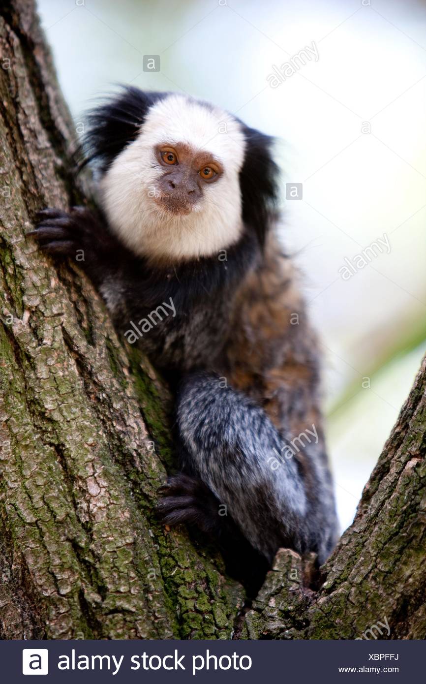 Marmoset Of Tufted White High Resolution Stock Photography and Images ...
