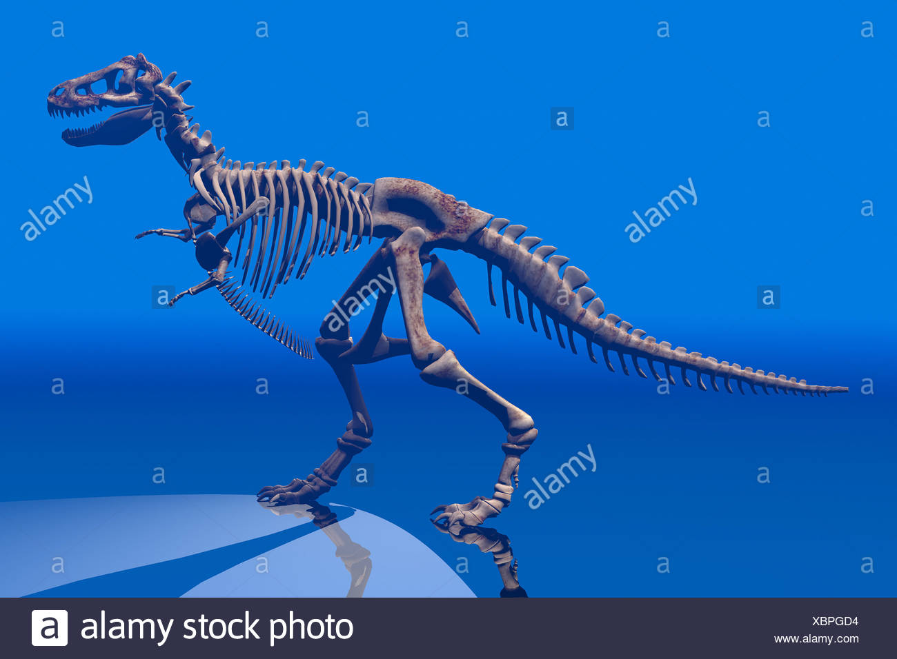 Tyrannosaurus Rex Skeleton High Resolution Stock Photography and Images ...