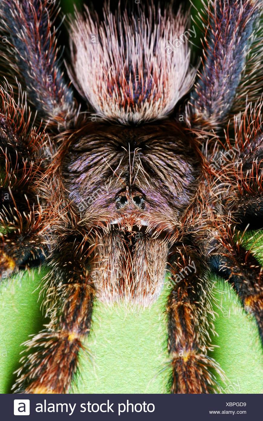Theraphosidae High Resolution Stock Photography and Images - Alamy