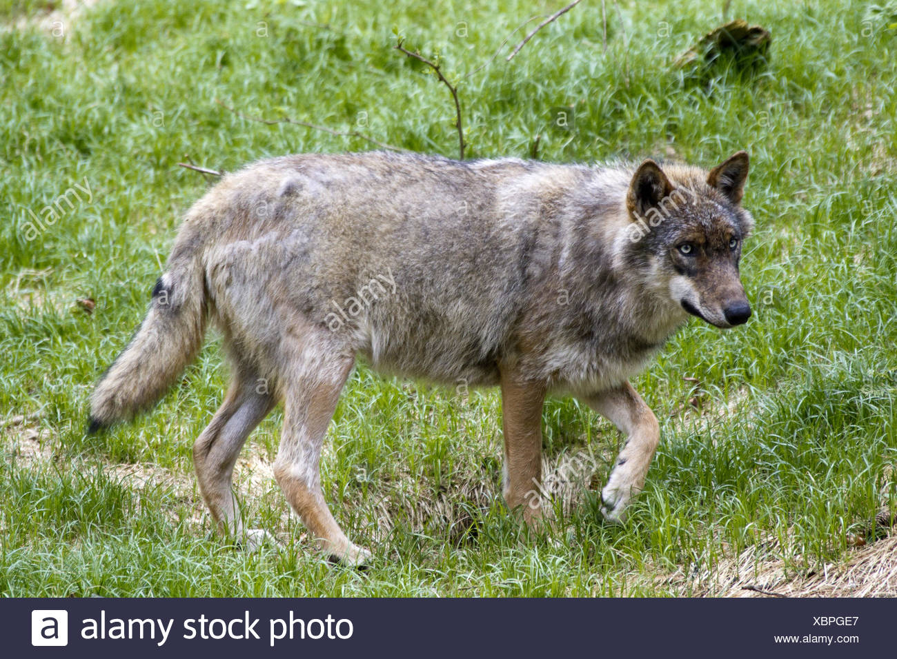 Lone Wolf Stock Photos & Lone Wolf Stock Images - Alamy