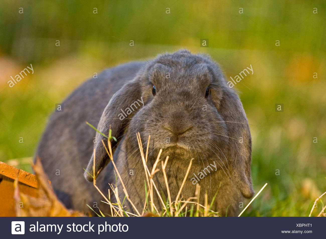 Blue Lop High Resolution Stock Photography and Images - Alamy