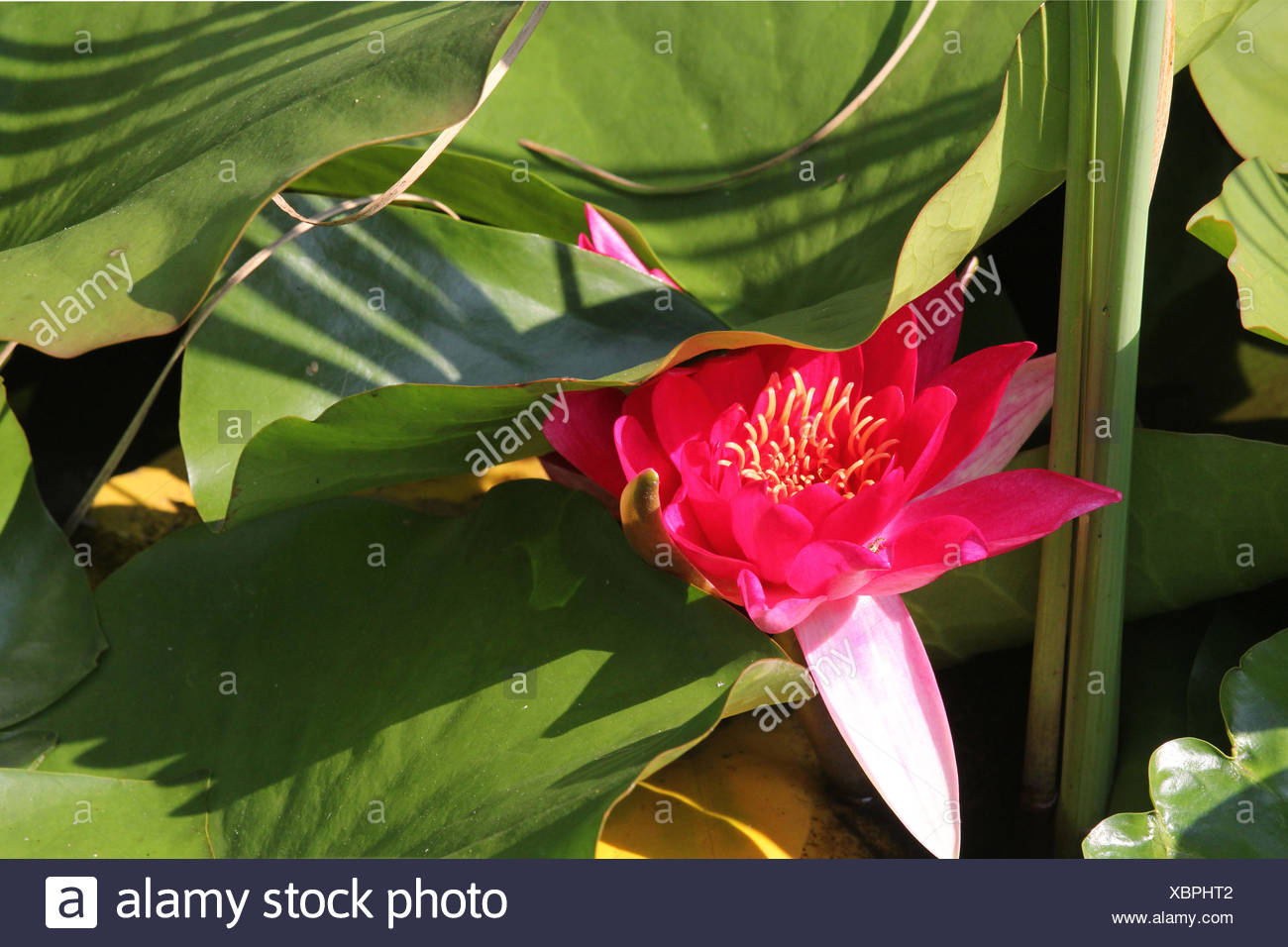 Oxbow Pool High Resolution Stock Photography and Images - Alamy