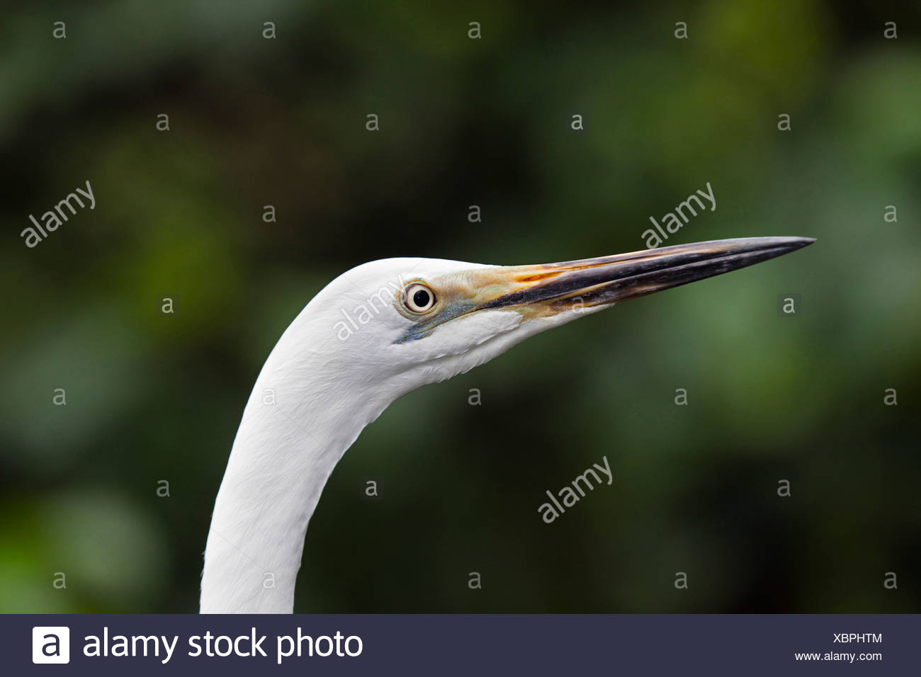 Australian Egrets High Resolution Stock Photography and Images - Alamy