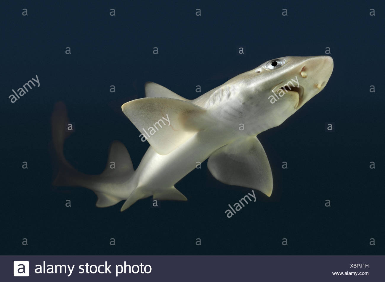 Mustelus High Resolution Stock Photography and Images - Alamy