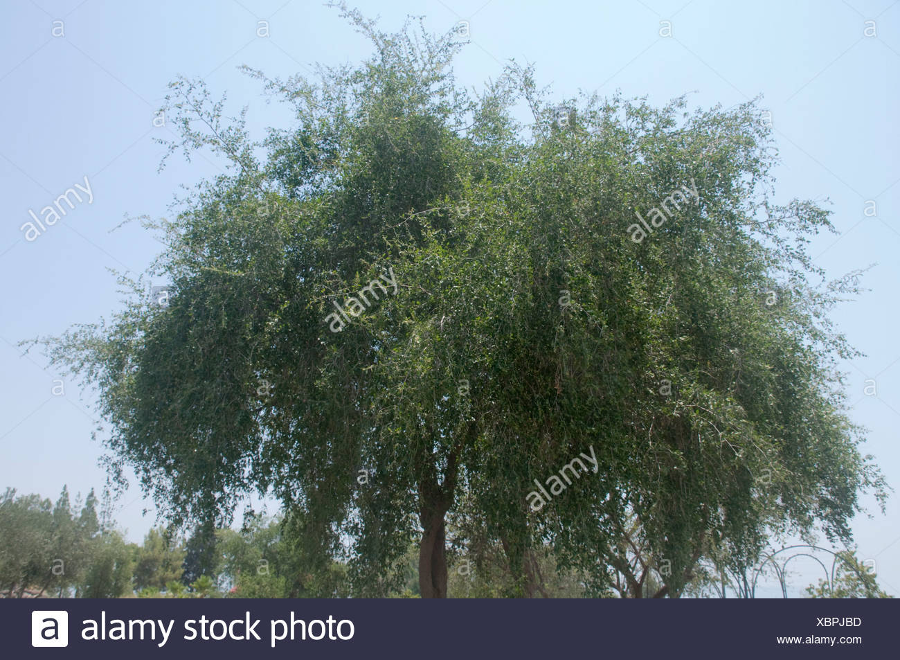 Jerusalem Thorn Tree High Resolution Stock Photography and Images - Alamy
