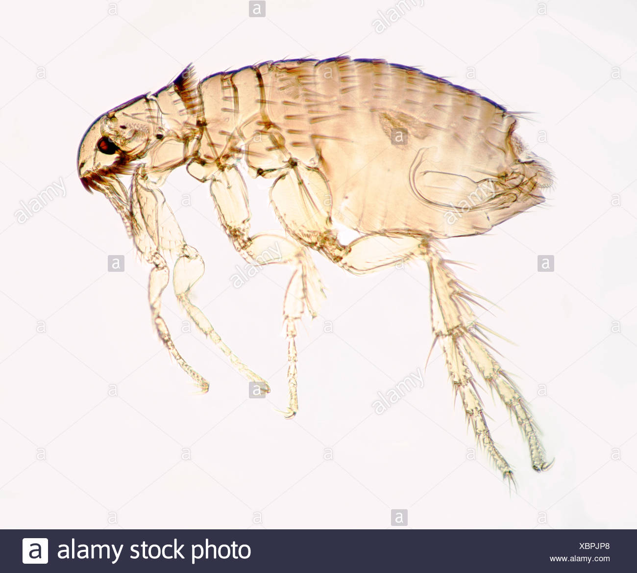 Ctenocephalides Stock Photos & Ctenocephalides Stock Images - Alamy