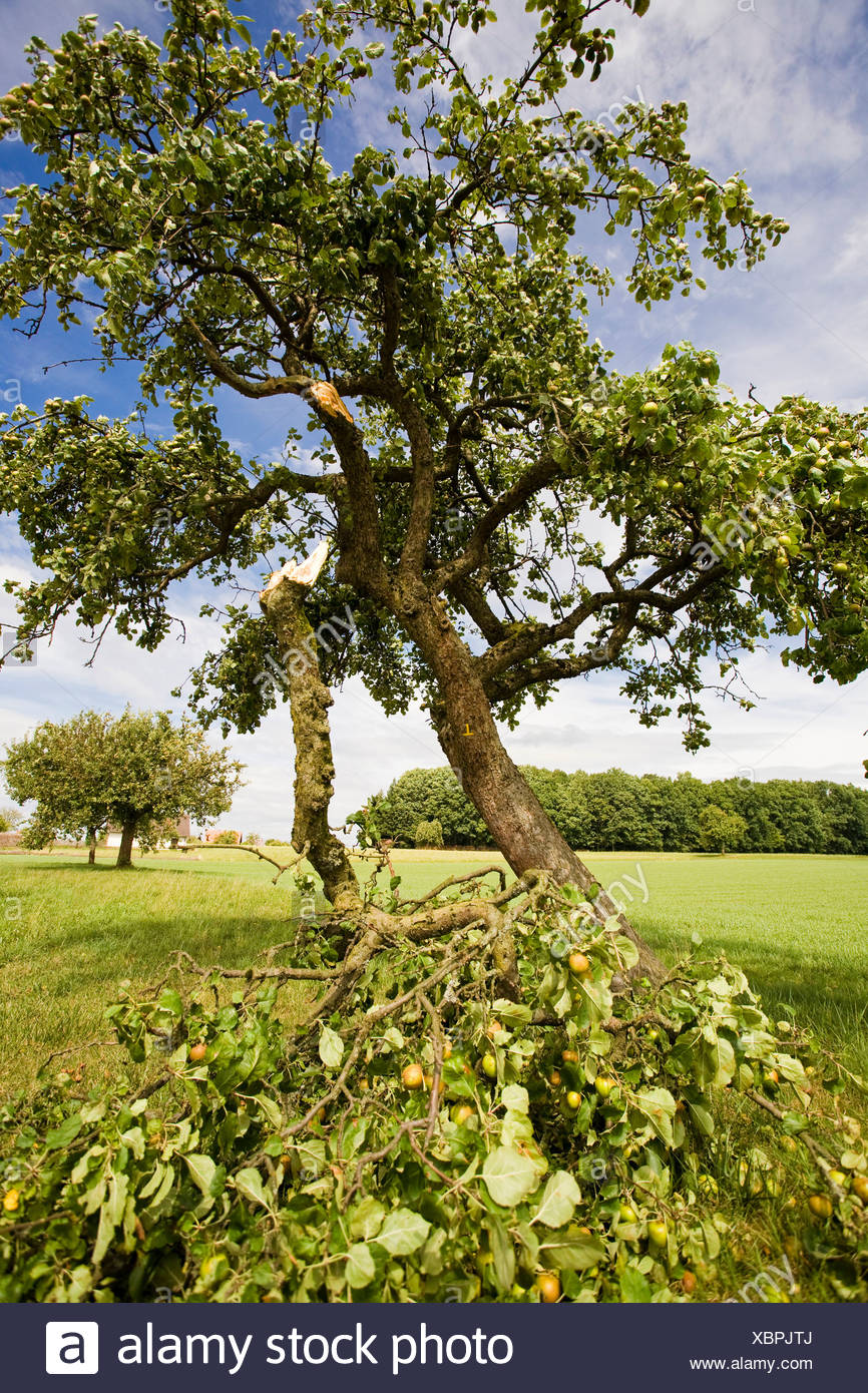 Apple Tree Broken Branch Apple Tree Stock Photos & Apple Tree Broken Branch Apple Tree Stock ...