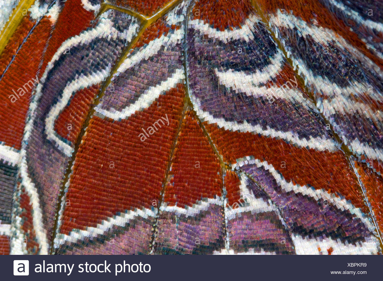 Butterfly Wing Scales Macro High Resolution Stock Photography and ...