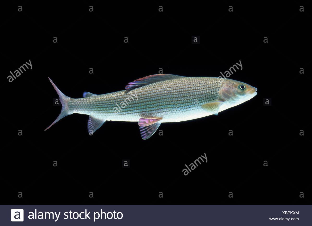 Thymallus High Resolution Stock Photography and Images - Alamy