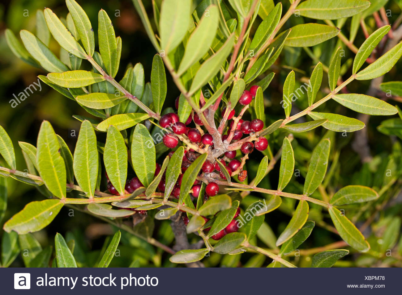 Mastic Bush High Resolution Stock Photography and Images - Alamy