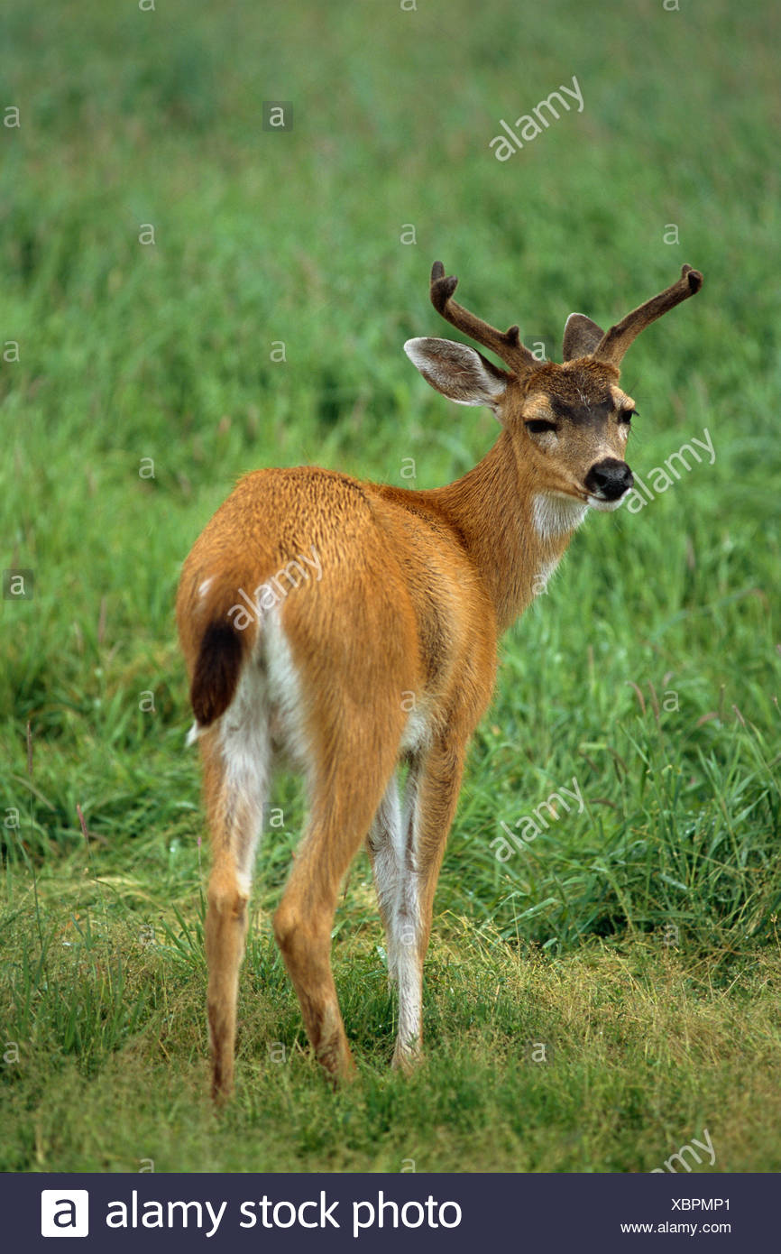 Sitka Black Tailed Deer Alaska High Resolution Stock Photography and ...