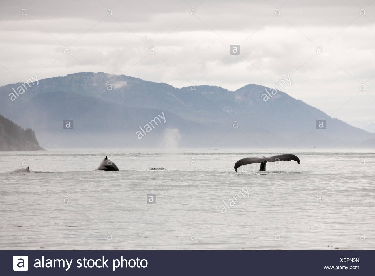 Alaska Humpback Whale Breaching In High Resolution Stock Photography ...