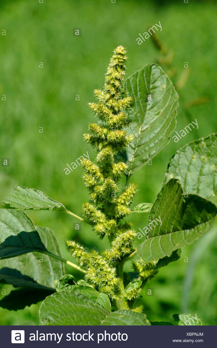 Redroot Pigweed High Resolution Stock Photography and Images - Alamy